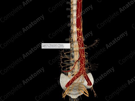 Superior Mesenteric Plexus Complete Anatomy