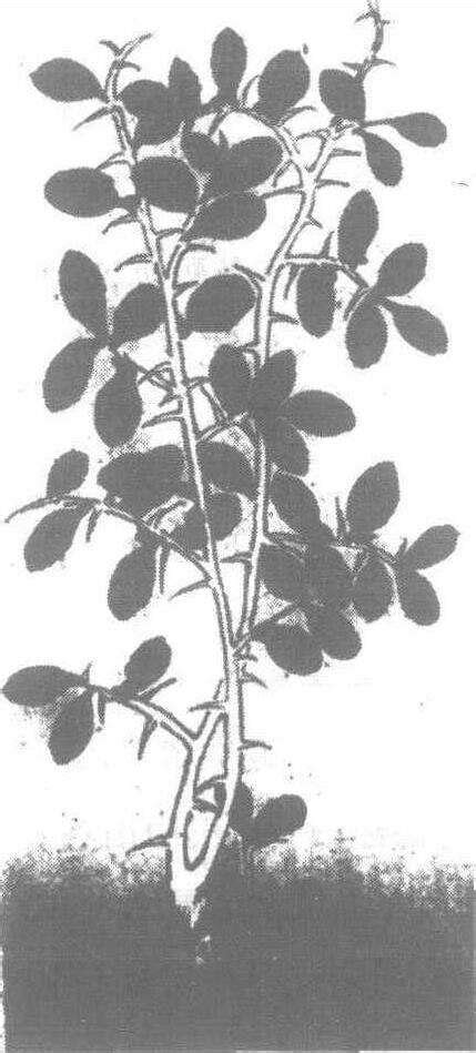 白棘 中药学 医学