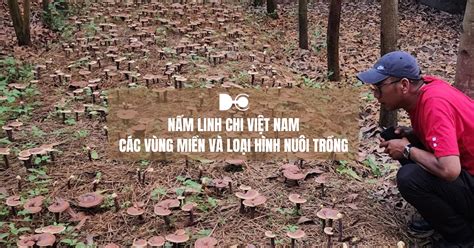 Vietnamese Ganoderma Lucidum Regions And Cultivation Types Mind Connector