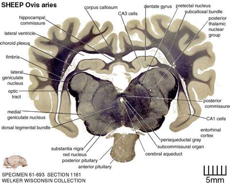 Atlas Of The Sheep Brain Section Image Atlas Of The Sheep Brain Section Image