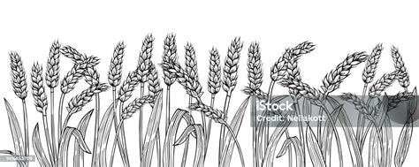 밀 귀 스케치 테두리 배경 곡물 잘 익은 스파이크 프레임 수평 패턴 농장 디자인 템플릿 0명에 대한 스톡 벡터 아트 및 기타 이미지 0명 거친 필름 효과 건설 프레임