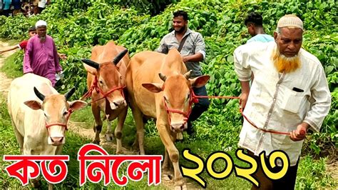 Bhai Koto Nilo Goru 2023 ভাই কত নিলো ২০২৩ বিক্রিত হওয়া গরুর দাম জানুন কুমিল্লা মিরশান্নী