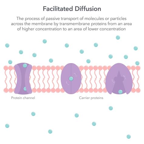 Premium Vector Facilitated Diffusion Biology Vector Illustration Infographic