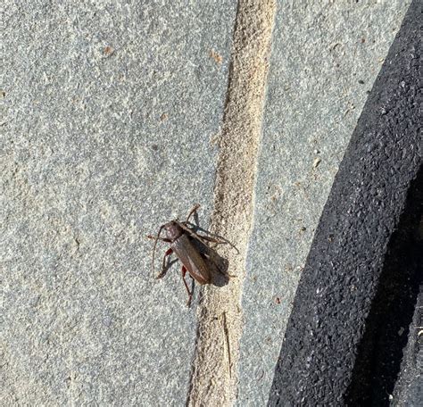 What Is This Bug Diy Home Improvement Forum
