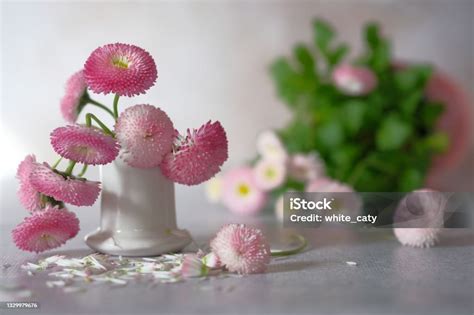근처의 녹색 잎이있는 흰색 세라믹 스택의 분홍색 데이지 0명에 대한 스톡 사진 및 기타 이미지 0명 계절 고리 세공 Istock