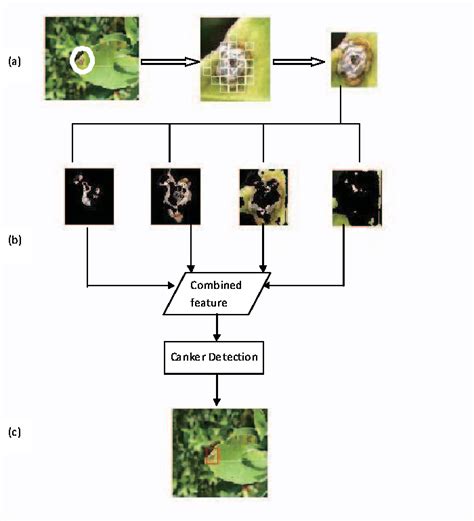 Figure 2 From Citrus Canker Detection Based On Leaf Images Analysis Semantic Scholar