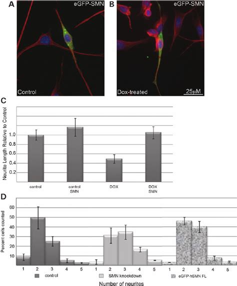 Human Smn Restored Normal Growth In Nsc 34 56 Cultures Cell Processes