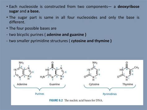 Nucleic Acids Structure And Function Pptx Chemistry Science