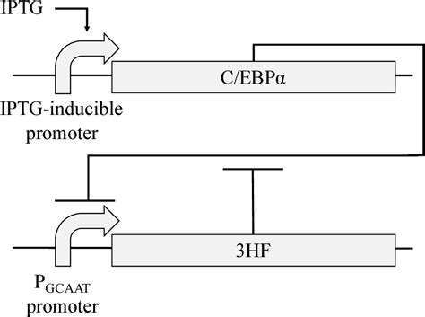 Figure 1 From Designing A Genetic Toggle Switch For E Coli That Uses