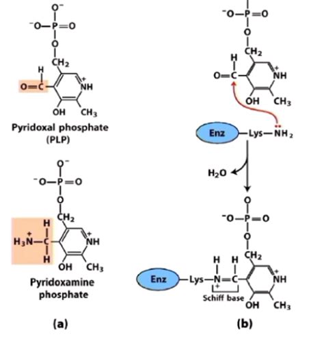 Amino Acid Degradation And Urea Cycle Flashcards Quizlet