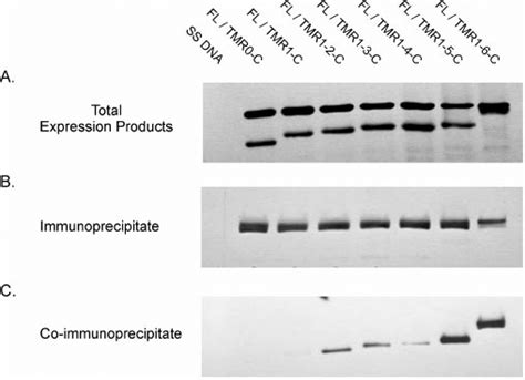 Analysis Of Full Length And C Terminal Truncation Coassembly By Download Scientific Diagram