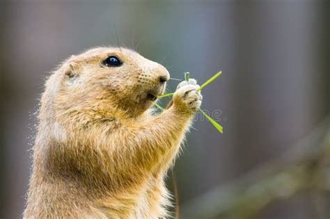 Cute Prairie Dog Stock Image Image Of Attention Close 3342715