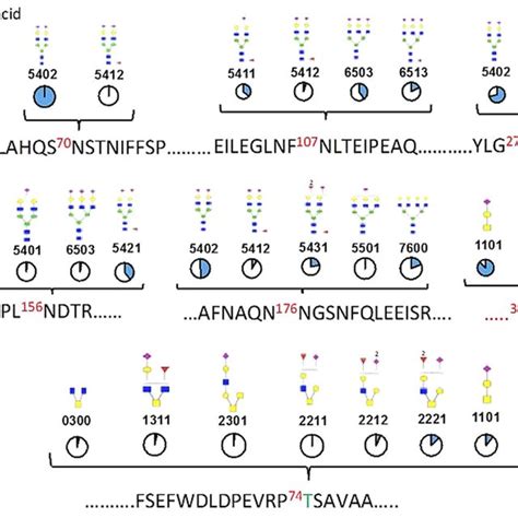 Protein Backbone And Putative Structures For N And O Glycopeptides Download Scientific Diagram