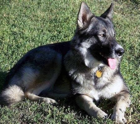 Alaskan Shepherd Information Temperament Puppies Pictures