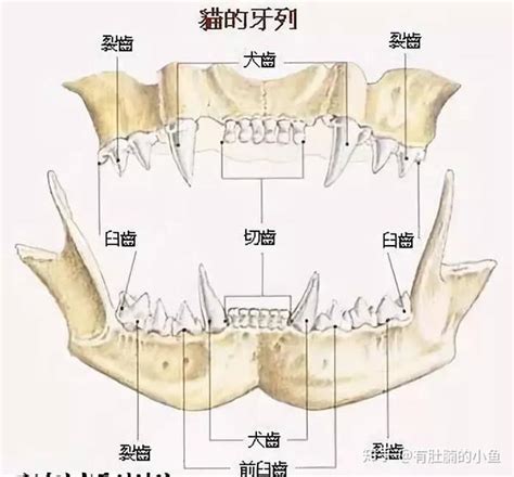 科普 猫咪牙齿健康常识 重要而鲜为人知的知识 知乎