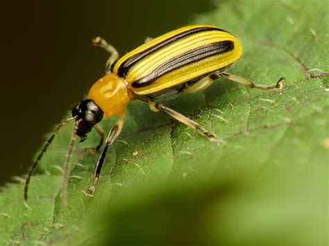 An In Depth Look At Black And Yellow Beetles