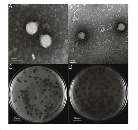 Structural Characterization And Plaque Morphology Of Isolated Phages