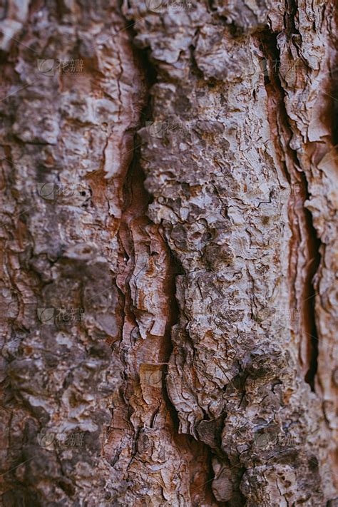 松树树皮的背景。树皮的树结构。平面设计的抽象纹理和背景。有机结构。粗糙的抽象结构。自然的模式。松树树