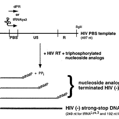 Schematic Representation Of In Vitro Hiv 1 Reverse Transcription