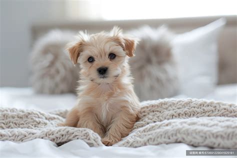 萌宠小狗高清萌宠摄影图png下载编号670691229041825181 设图网