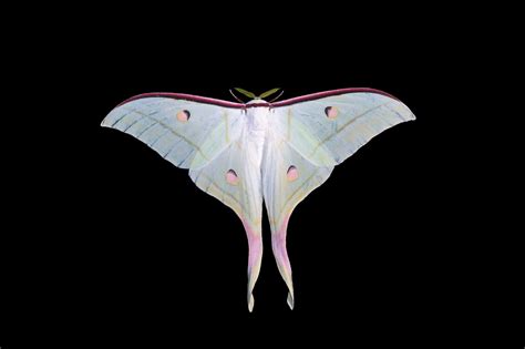100 Luna Moth Wallpapers