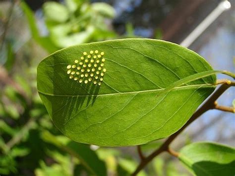 Collection Of Butterfly Eggs On A Leaf Png Pluspng