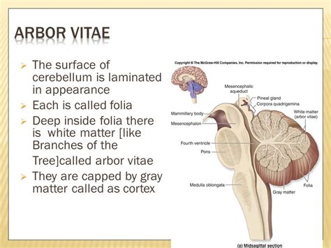 Ashiq Department Of Anatomy Ppt Video Online Download