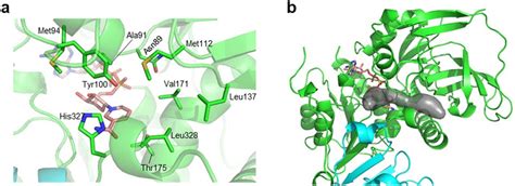 Putative Substrate Binding Site A The Putative Substrate Binding Download Scientific Diagram