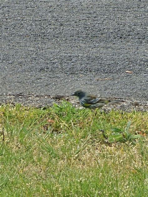 Pnw Very Small What Is It R Whatsthisbird