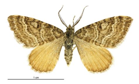 Endemism Extinction And Vanishing Moths Of New Zealand New Zealand Biota