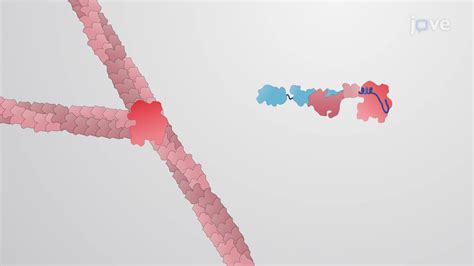 Generation Of Straight Or Branched Actin Filaments Concept Cell Biology Jove