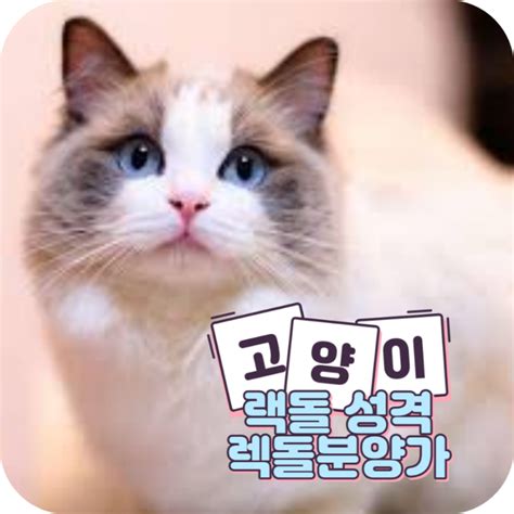 네이버 인플루언서