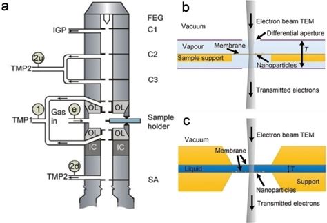 A A Diagram Of A Typical In‐situ Tem With A Differential Pumping Download Scientific Diagram