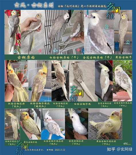 玄凤鹦鹉全品种图 知乎