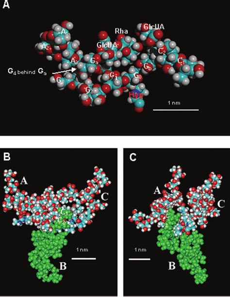 Space Filling Cpk Models Of Ahp 1 A A Side View Of Glycosylated Download High Resolution