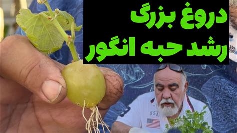 کاشت درخت انگو از حبه انگور مگه میشه Youtube