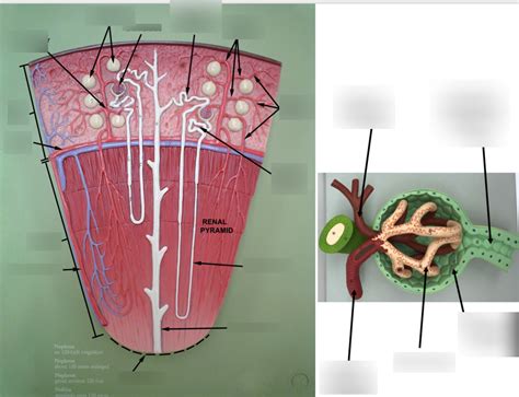 Renal Pyramid Urinary Diagram Quizlet