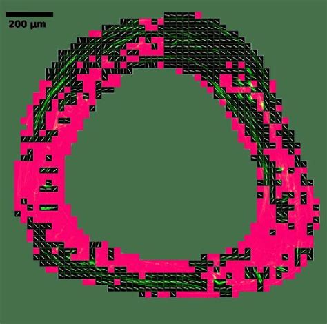 7 Collagen Orientation In The Tibia Cross Section Of A Wt A And A Download Scientific