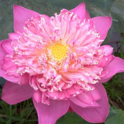 Vo Quoc Dat Can Tho University Cần Thơ Department Of Crop Sciences