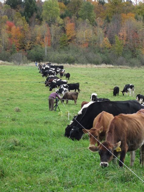 Pasture Management Extending The Grazing Season Vt Pasture Network