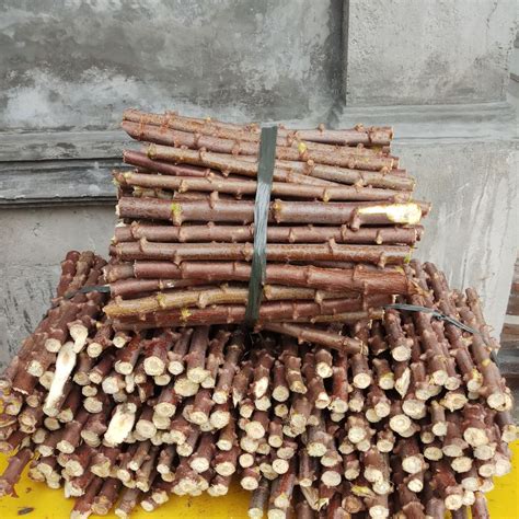 Bibit Singkong Bibit Singkong Mentega Batang Singkong Stek Batang Singkong Mentega