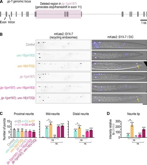recycling endosomes accumulate at the alm neurite tip in the
