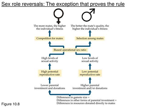 PPT Evolution Of Sex And Gender Differences Reproduction Insights PowerPoint Presentation