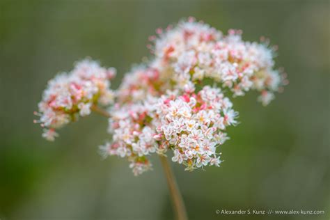 Eriogonum Fasciculatum Alexander S Kunz Photography
