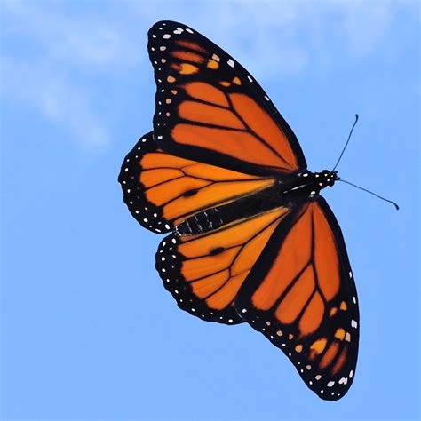 Monarch Butterfly Blue
