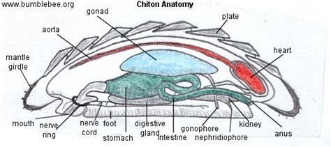 Chiton Anatomy Diagram Quizlet