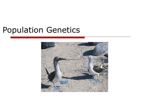 Ppt Population Genetics Powerpoint Presentation Free Download Id 2986522