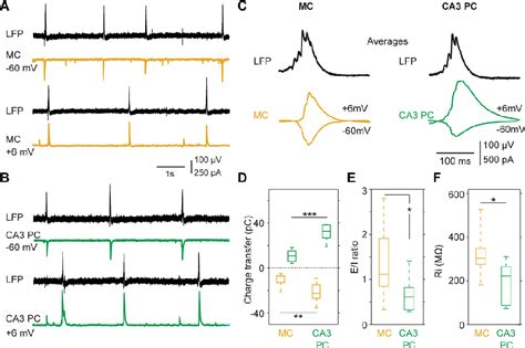 Figure 1 From Role Of Hilar Mossy Cells In The Ca 3 Dentate Gyrus Network During Sharp Wave