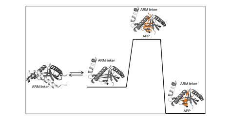 Molecular Details Of A Coupled Binding And Folding Reaction Between The Amyloid Precursor