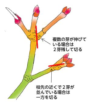 モミジの剪定キミのミニ盆栽びより